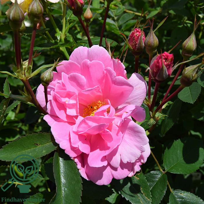 Rosa ‚Prairie Dawn‛ – Find haveplanter