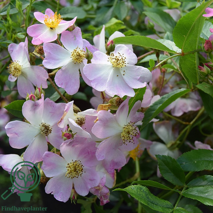 Rosa ‘Tapis Volant’ – Find haveplanter