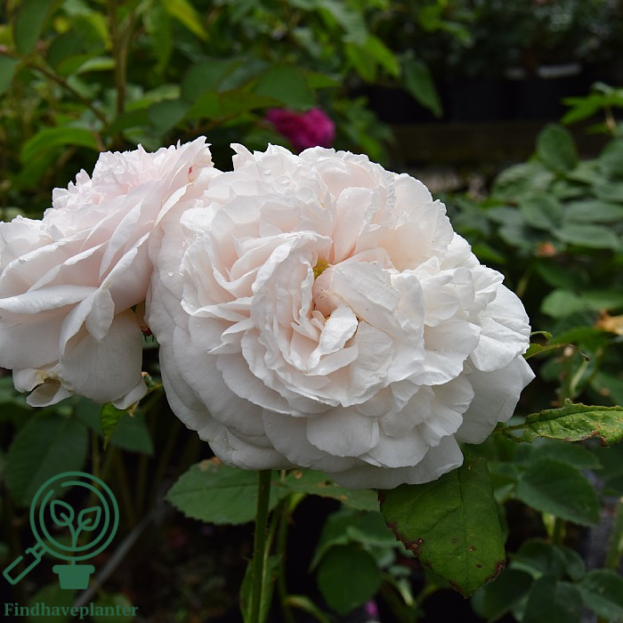 Rosa ‘Unique Blanche’ – Find haveplanter