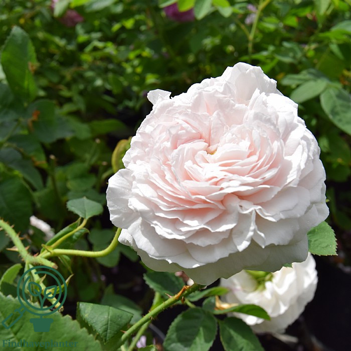 Rosa ‘Unique Blanche’ – Find haveplanter