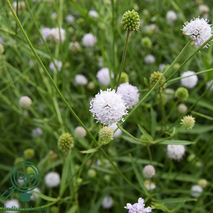 Succisella inflexa ‘Frosted Pearls’ – Find haveplanter