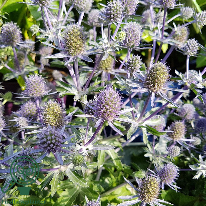 Eryngium planum ‘Blue Hobbit’ – Find haveplanter