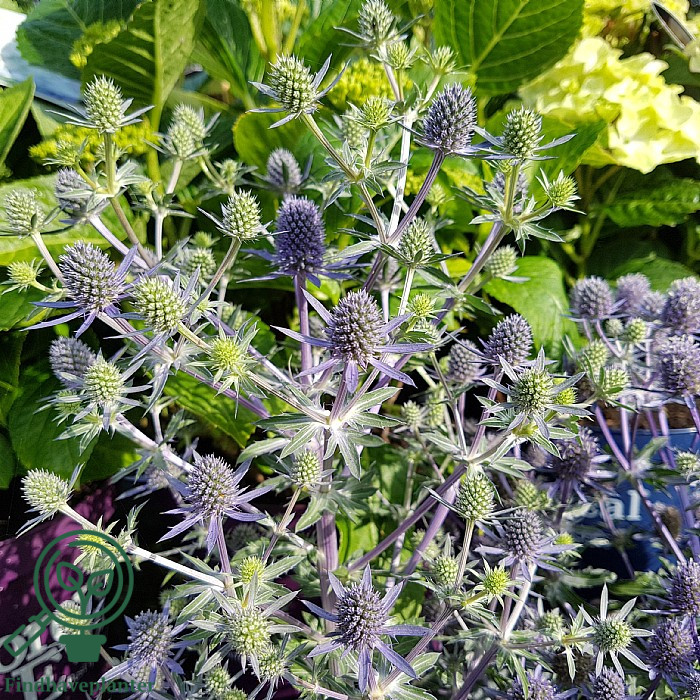 Eryngium planum ‘Blue Hobbit’ – Find haveplanter