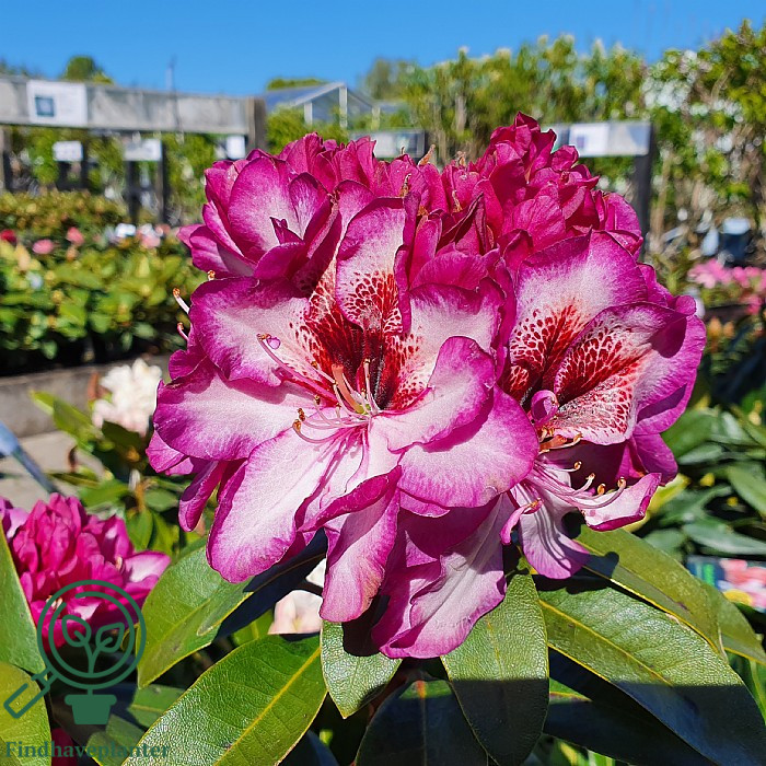 Rhododendron ‘Hans Hachmann’ – Find haveplanter