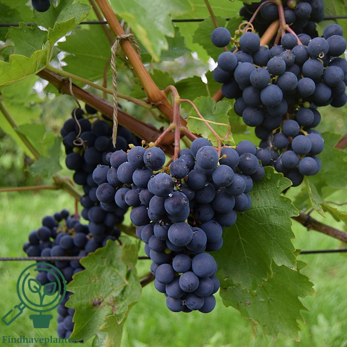 Vitis ‘Bolero’ – Find haveplanter