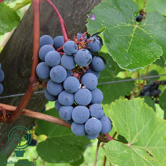 Vitis ‘Zilga’ – Find haveplanter
