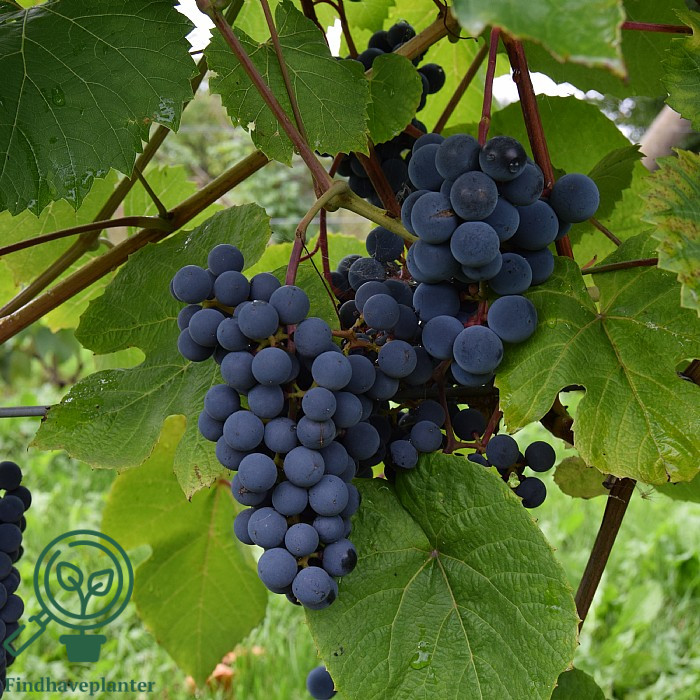 Vitis ‘Zilga’ – Find haveplanter