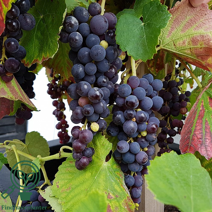 Vitis ‘Venus’ – Find haveplanter