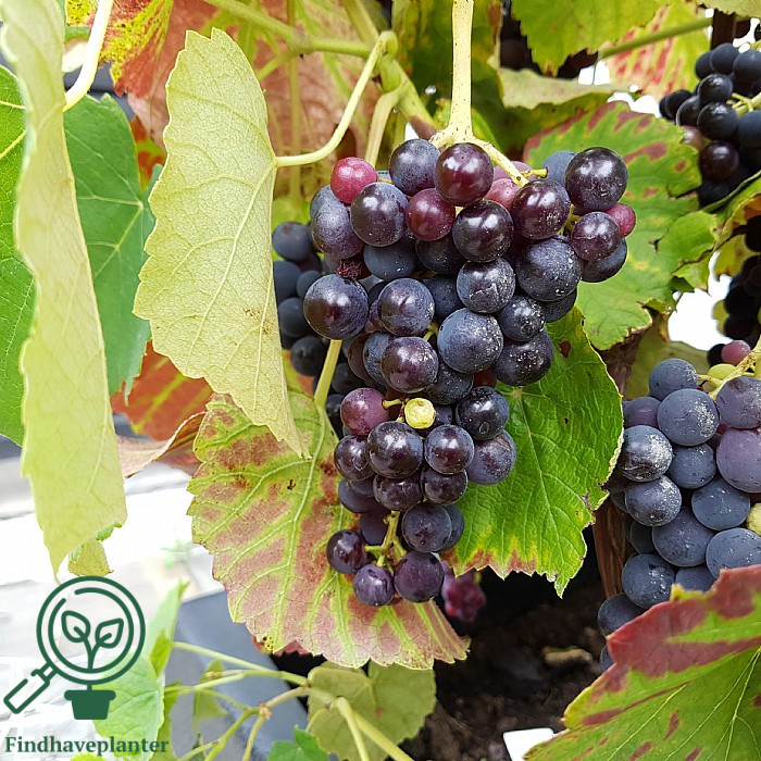Vitis ‘Venus’ – Find haveplanter