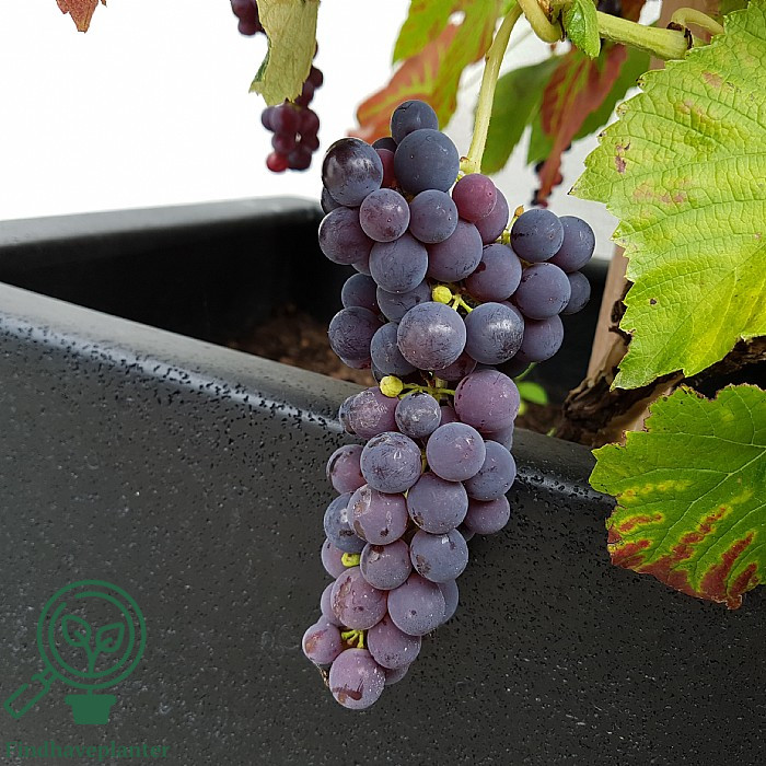 Vitis ‘Venus’ – Find haveplanter