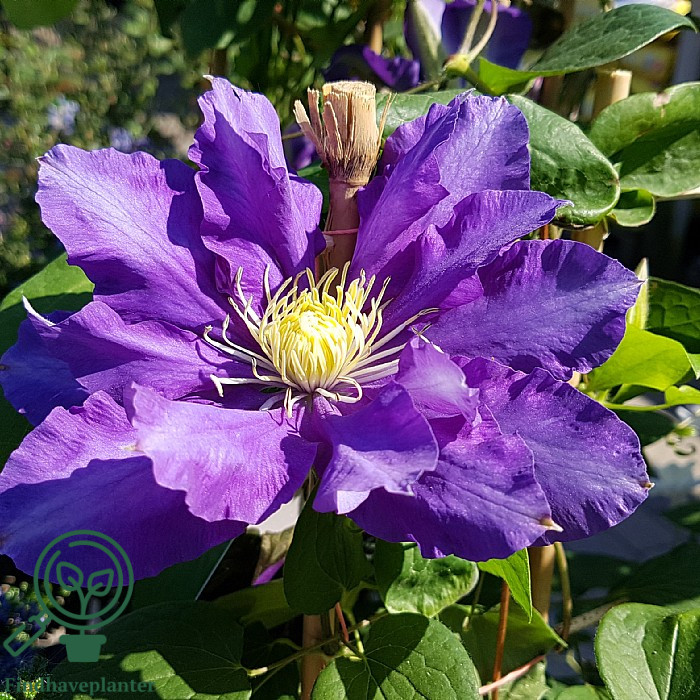 Clematis ‘Chevalier’ – Find haveplanter