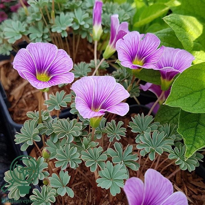 Oxalis hybrid ‘Ione Hecker’ – Find haveplanter