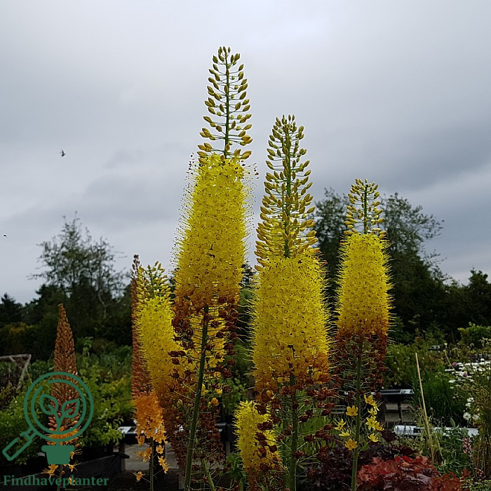 Eremurus x isabellinus ‘Pinokkio’ – Find haveplanter