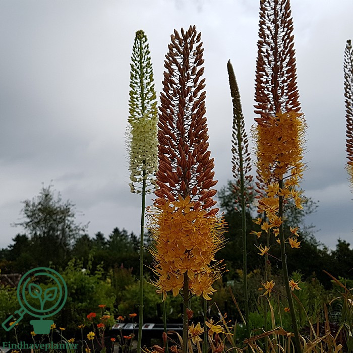 Eremurus x isabellinus ‘Rumba’ – Find haveplanter