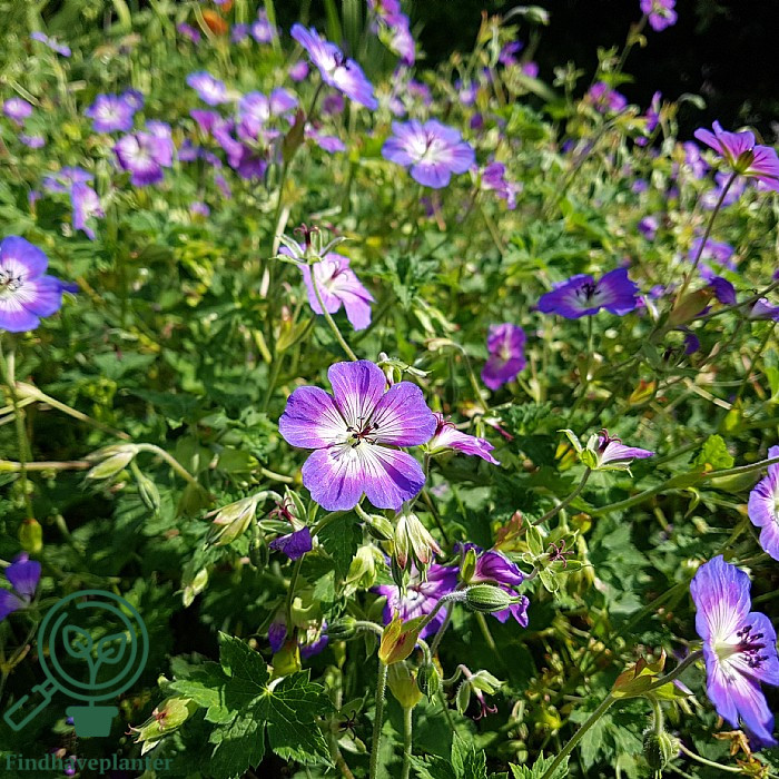 Geranium wallichianum ‘Rise and Shine’ – Find haveplanter