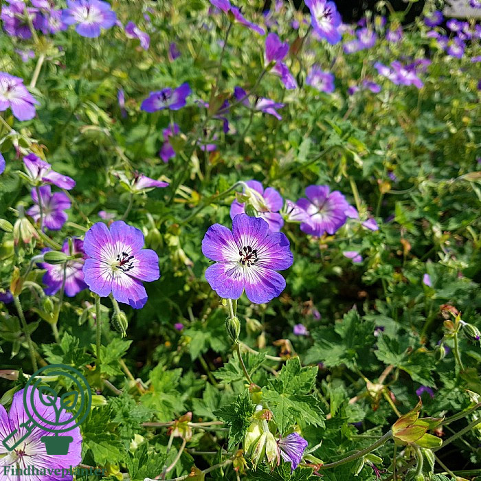 Geranium wallichianum ‘Rise and Shine’ – Find haveplanter