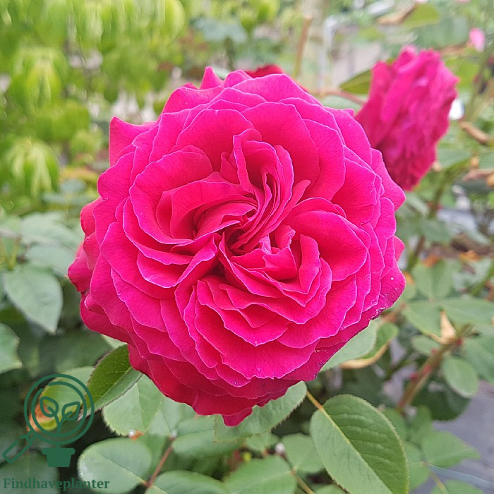 Rosa ‘Katherine Reanaissance’ – Find haveplanter