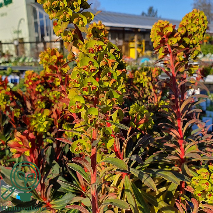 Euphorbia ‘Walberton’s Ruby Glow’ – Find haveplanter