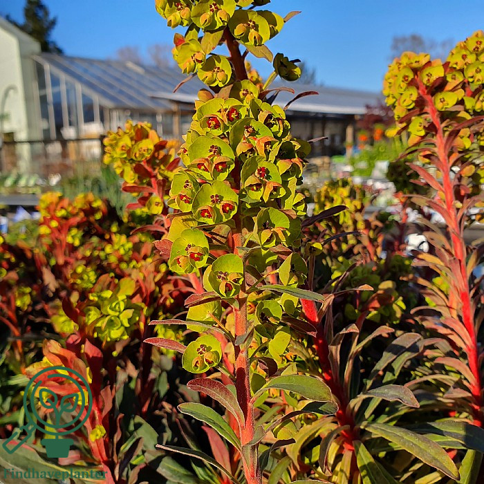 Euphorbia ‘Walberton’s Ruby Glow’ – Find haveplanter