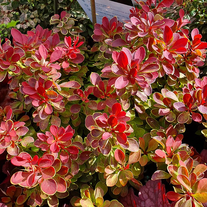 Berberis thunbergii ‘Ruby Star’ – Find haveplanter