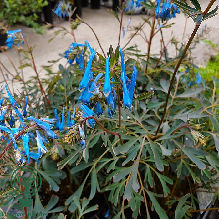 Corydalis flexuosa ‘Porcelain Blue’ – Find haveplanter