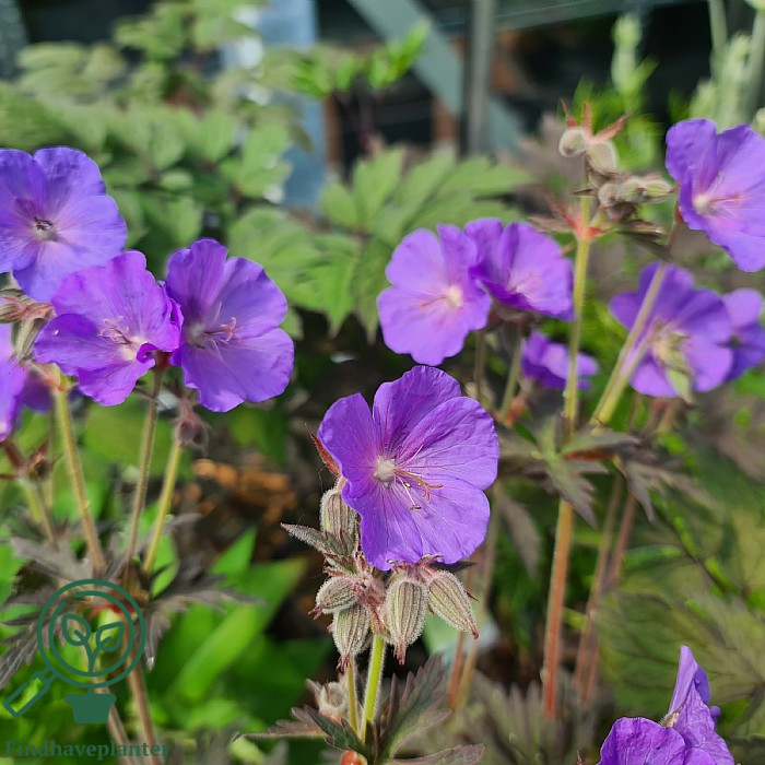 Geranium pratense ‘Boom Chocolatta’ – Find haveplanter