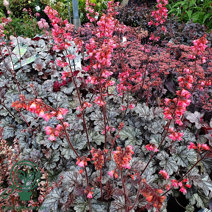 Heuchera ‘Timeless Treasure’ – Find haveplanter