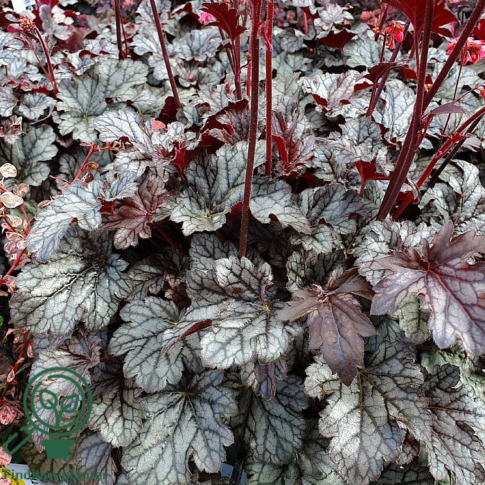 Heuchera ‘Timeless Treasure’ – Find haveplanter