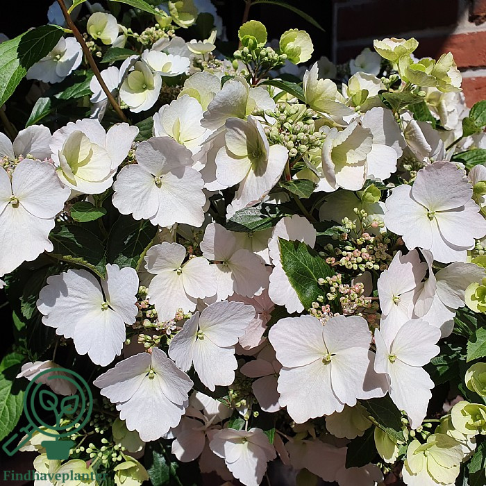 Hydrangea macrophylla ‘Runaway Bride’ – Find haveplanter