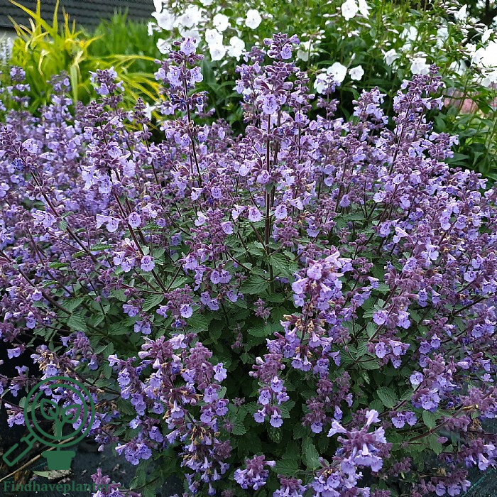 Nepeta x faassenii ‘Kitten Around’ – Find haveplanter