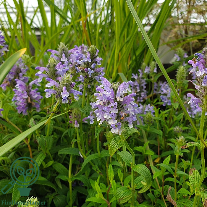 Nepeta nervosa ‘Blue Moon’ – Find haveplanter