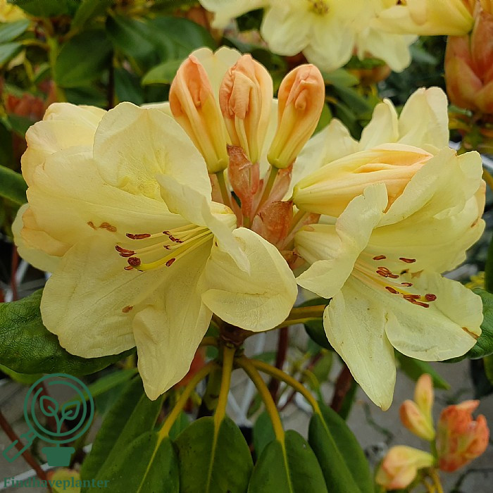 Rhododendron ‘Goldinetta’ – Find haveplanter
