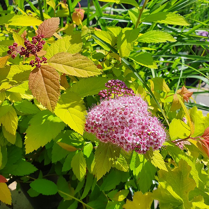 Spiraea ‘Double Play Big Bang’ – Find haveplanter