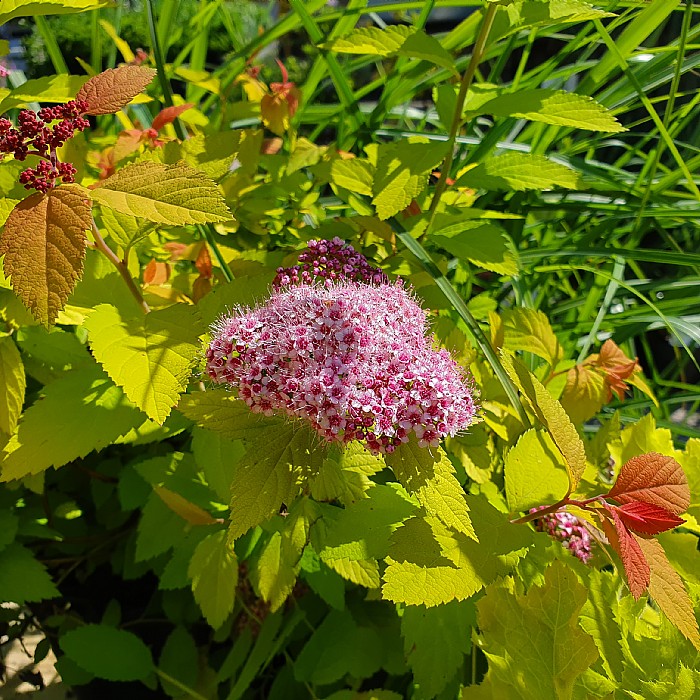 Spiraea ‘Double Play Big Bang’ – Find haveplanter