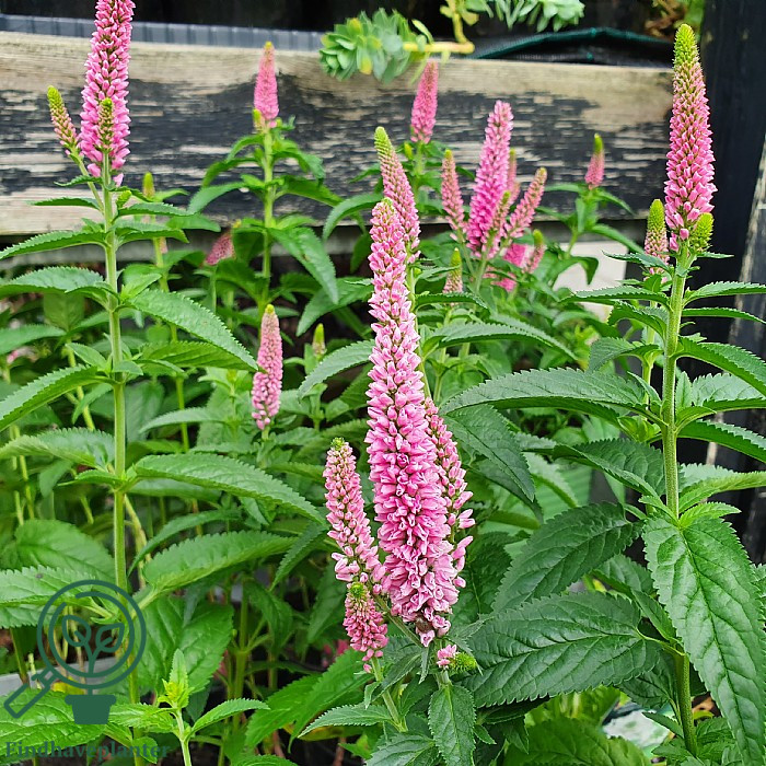 Veronica ‘First Kiss’ – Find haveplanter