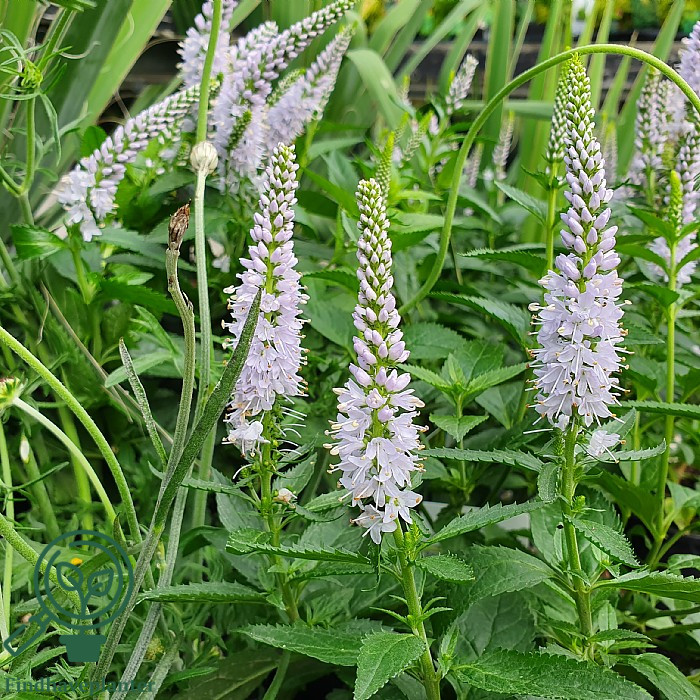 Veronica ‘First Memory’ – Find haveplanter