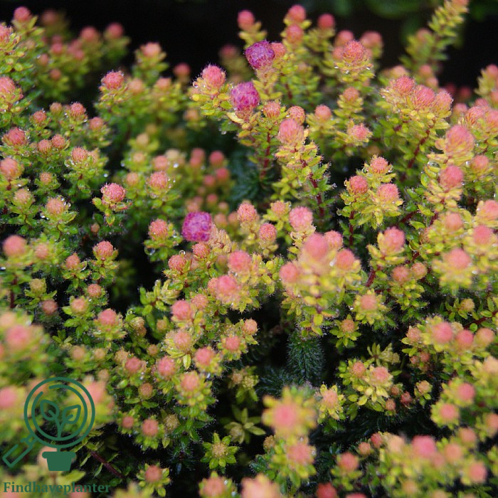 Erica x stuartii ‘Irish Orange’ – Find haveplanter