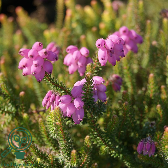 Erica x stuartii ‘Irish Orange’ – Find haveplanter