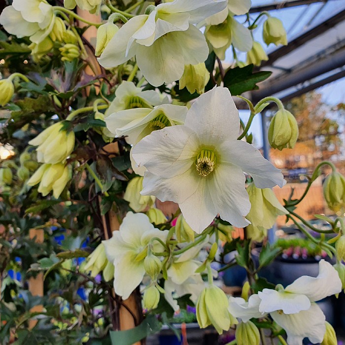 Clematis x cartmanii ‘Avalanche’ – Find haveplanter