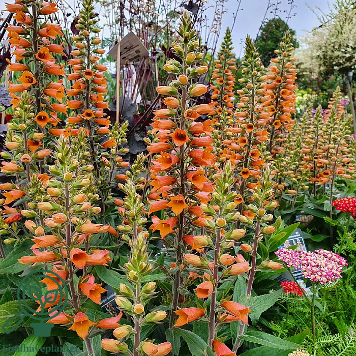 Digiplexis ‘Fire Cracker’ – Find haveplanter