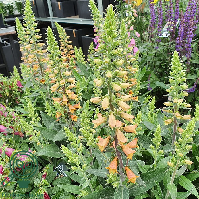 Digiplexis ‘Fire Cracker’ – Find haveplanter