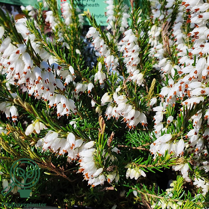 Erica x darleyensis ‘Snow Surprise’ – Find haveplanter