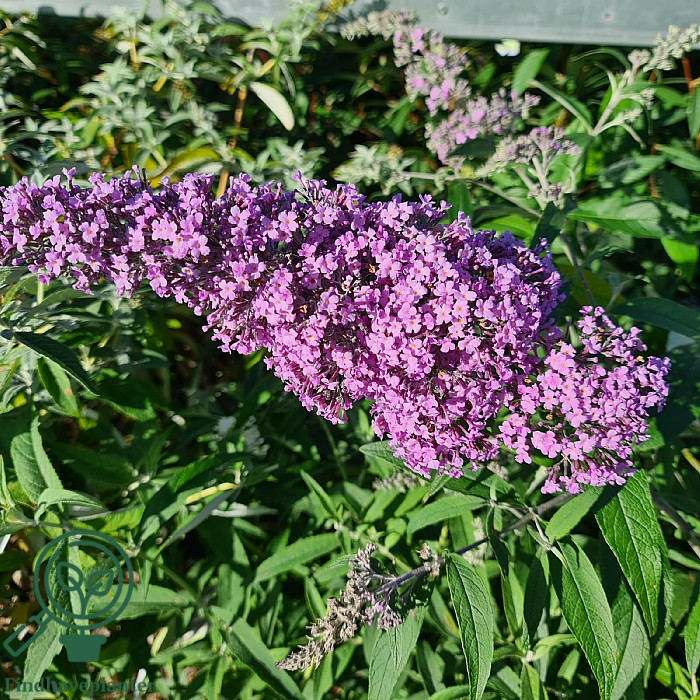 Buddleja ‘Grand Cascade’ – Find haveplanter