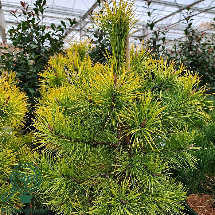 Pinus contorta ‘Chief Joseph’ – Find haveplanter