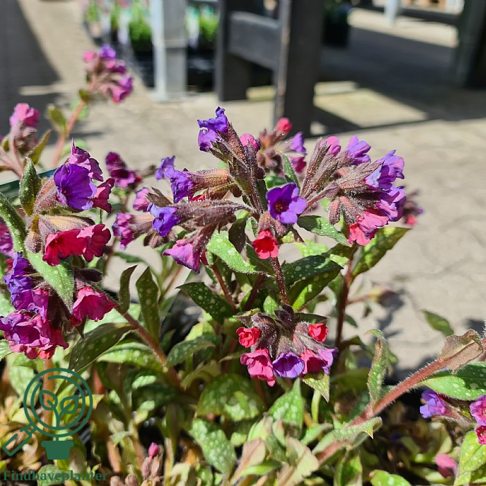 Pulmonaria saccharata ‘Victorian Brooch’ – Find haveplanter