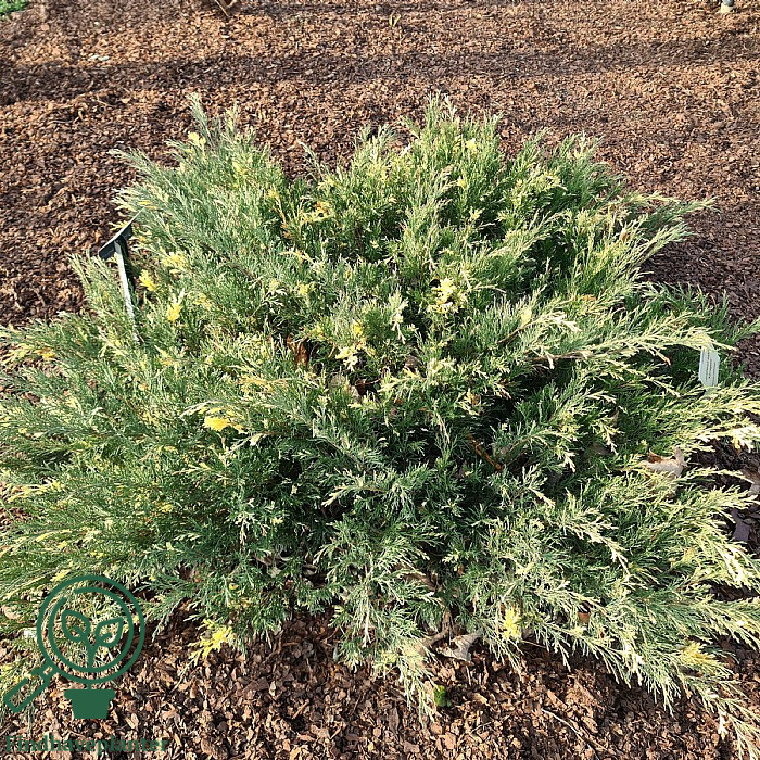 Juniperus sabina ‘Variegata’ – Find haveplanter