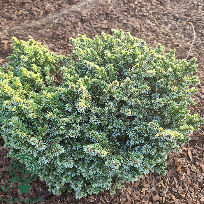 Picea omorika ‘Pimoko’ – Find haveplanter