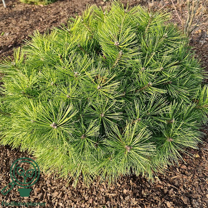 Pinus densiflora ‘Low Glow’ – Find haveplanter