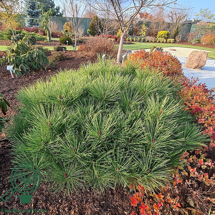 Pinus densiflora ‘Tanyusha Compacta’ – Find haveplanter