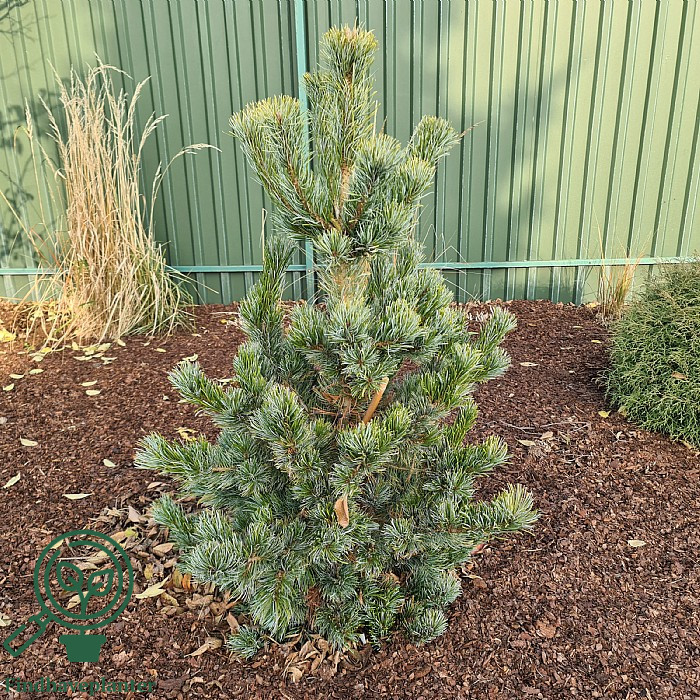 Pinus parviflora ‘Shizukagoten’ – Find haveplanter